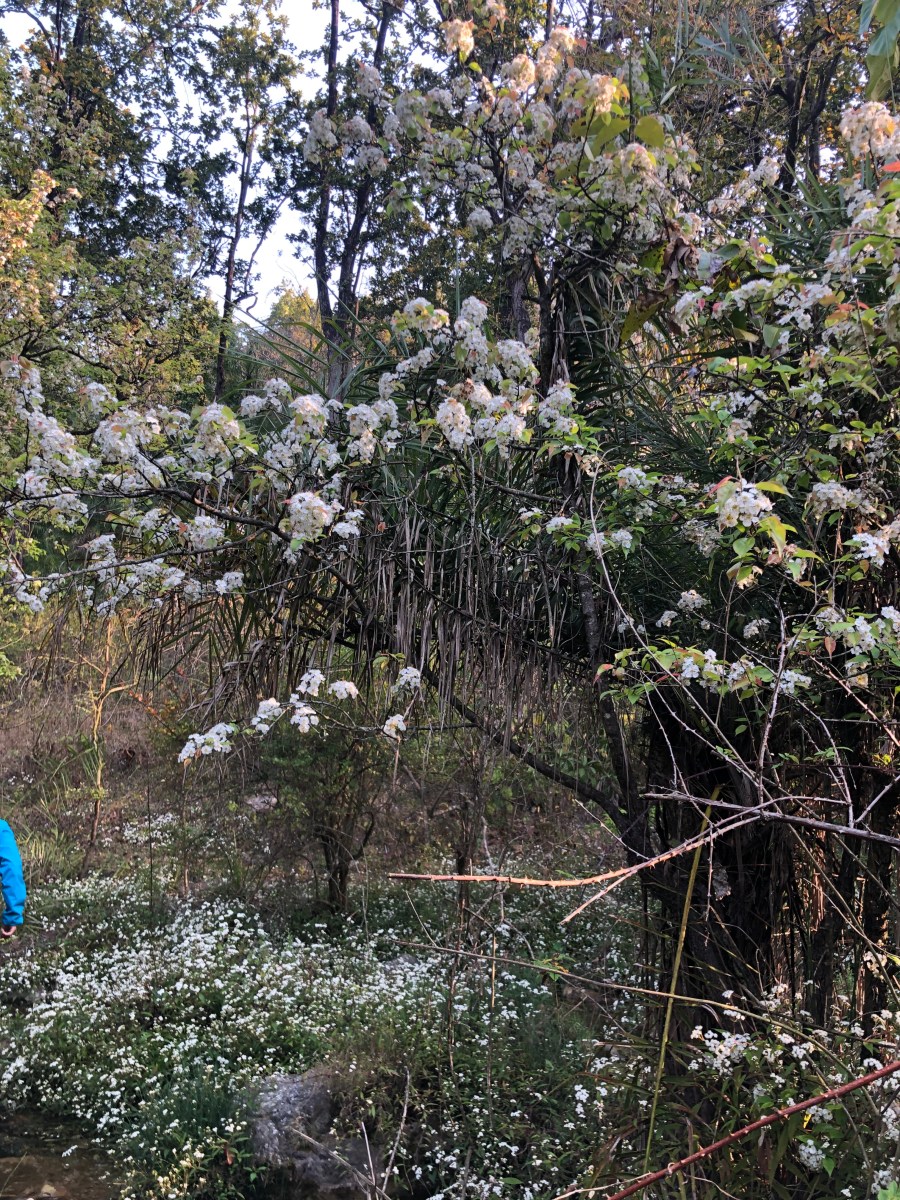 Short Trek to Santala Devi Temple (via Kimadi Road) | Dehradun – Travel ...